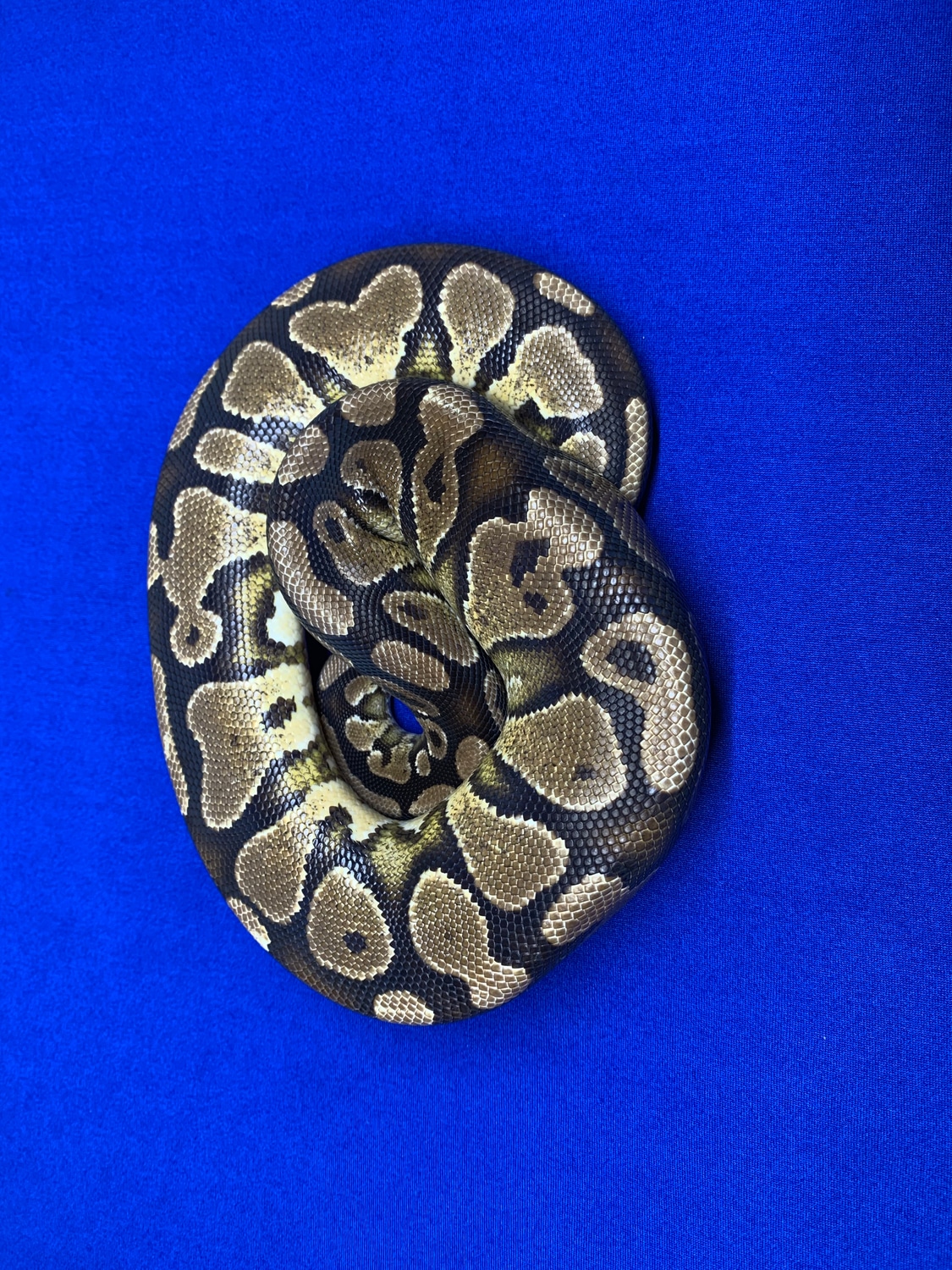 Gravel Ball Python by A & J Exotics - MorphMarket