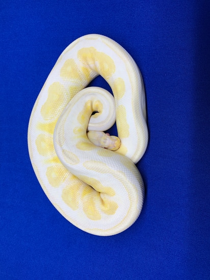 Black Pastel Leopard Albino Ball Python by A & J Exotics