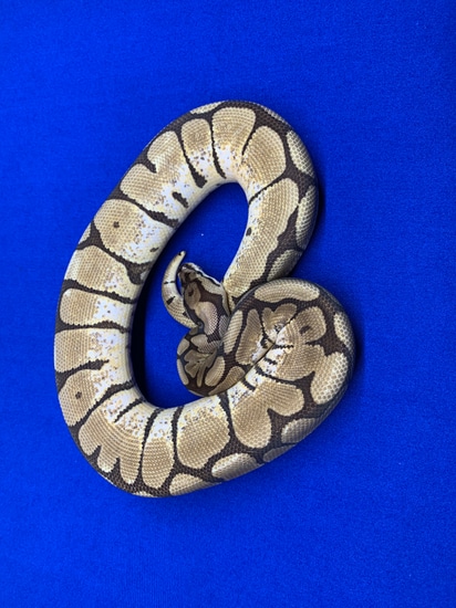 Phantom Spider Ball Python by A & J Exotics