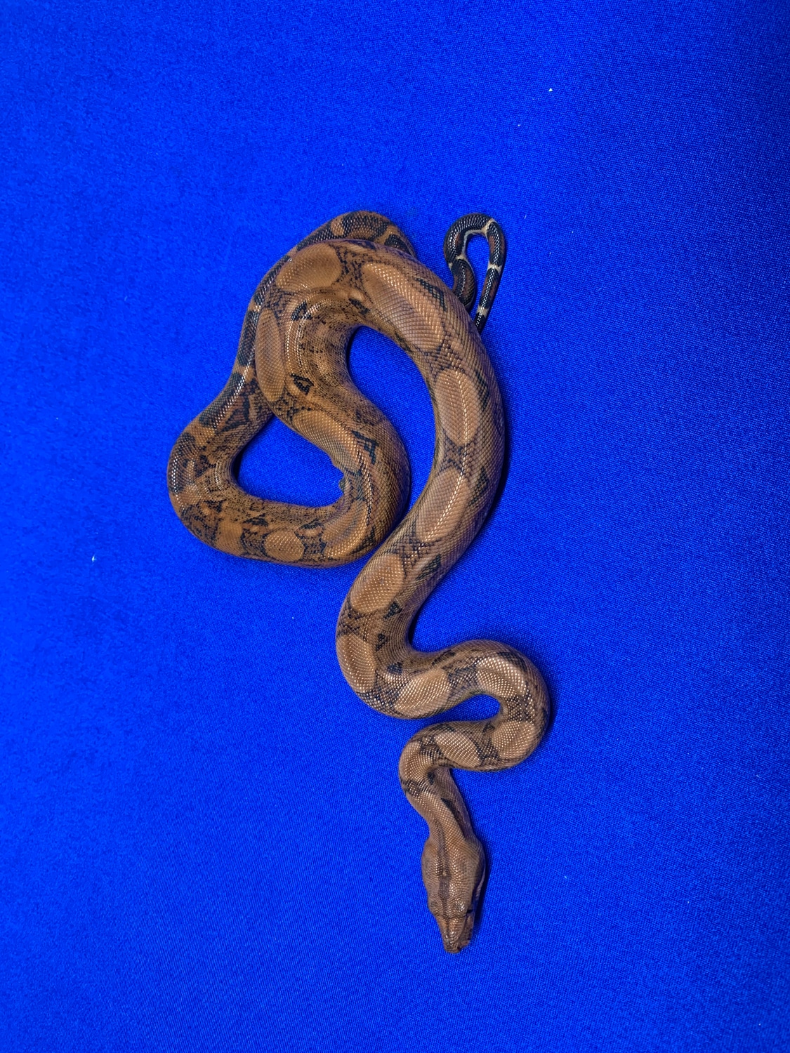 Blood Het Kahl Albino True Red-Tailed Boa Constrictor by A & J Exotics ...