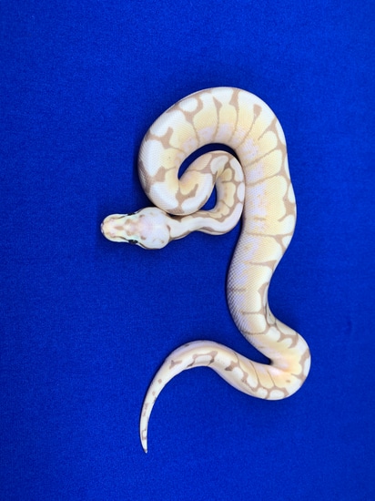 Pastel Banana Spider Ball Python by A & J Exotics