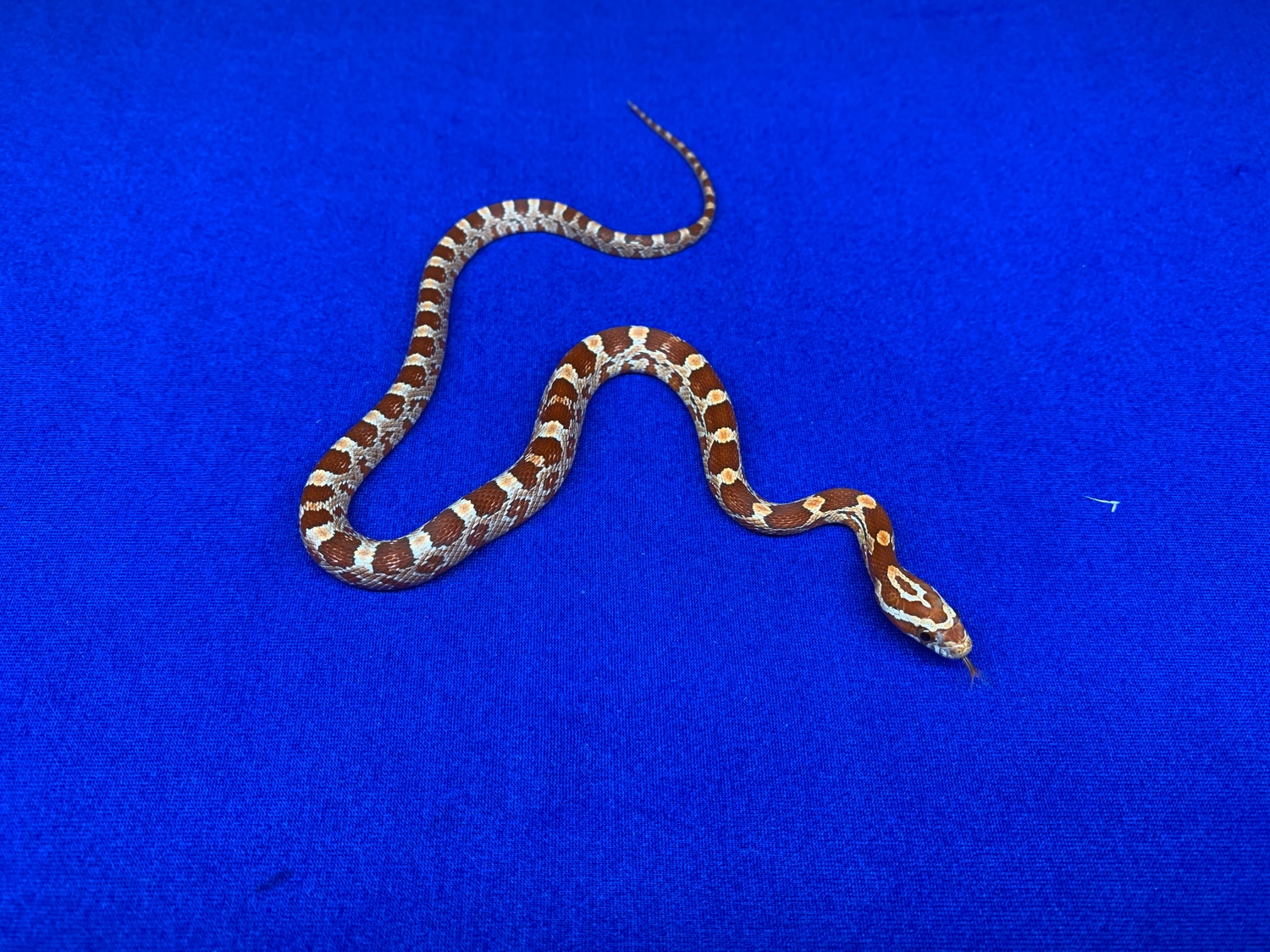 Hypomelanistic Corn Snake by A & J Exotics - MorphMarket