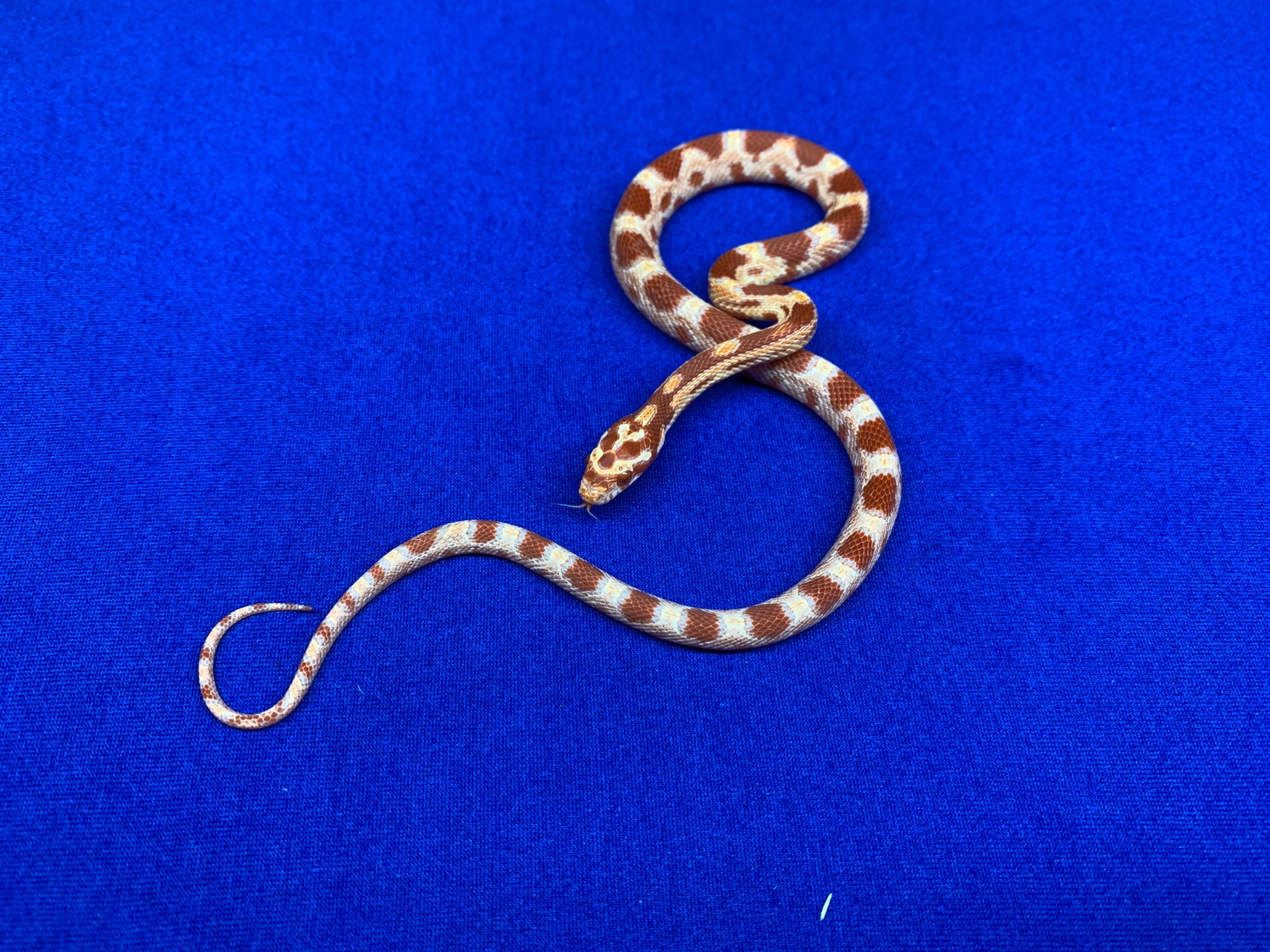 Amel/Albino Corn Snake by A & J Exotics - MorphMarket
