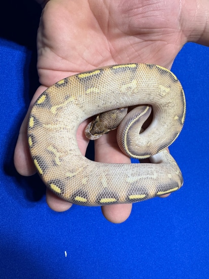 Orange Dream Highway Ball Python by A & J Exotics