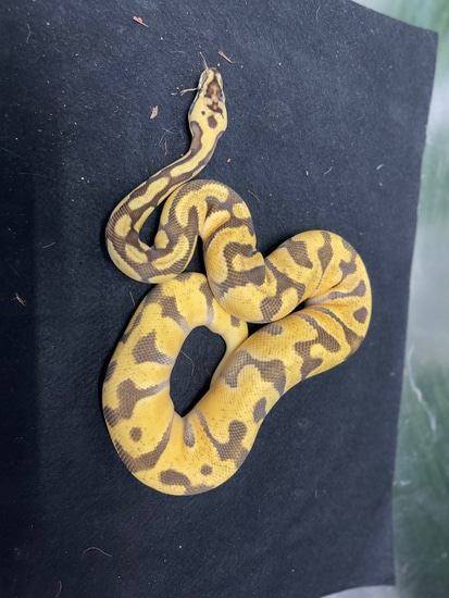 Ready To Breed Super Enchi Yellowbelly Citrus Pastel Ball Python by ...
