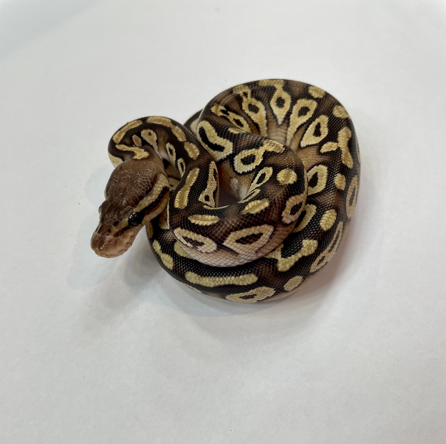Pastave Ball Python by Pecos valley pythons - MorphMarket