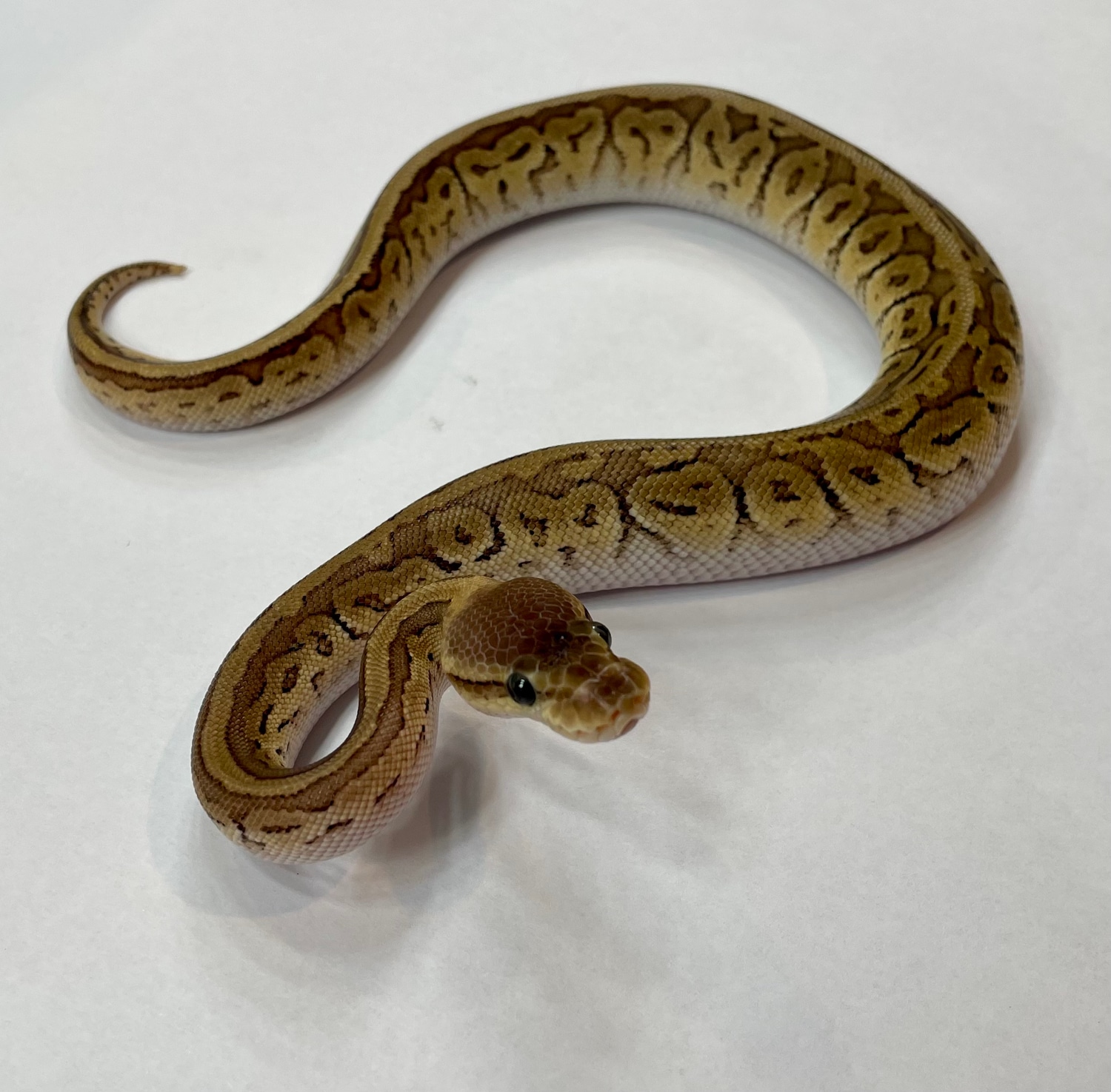 Lemonblast Ball Python by Pecos valley pythons - MorphMarket