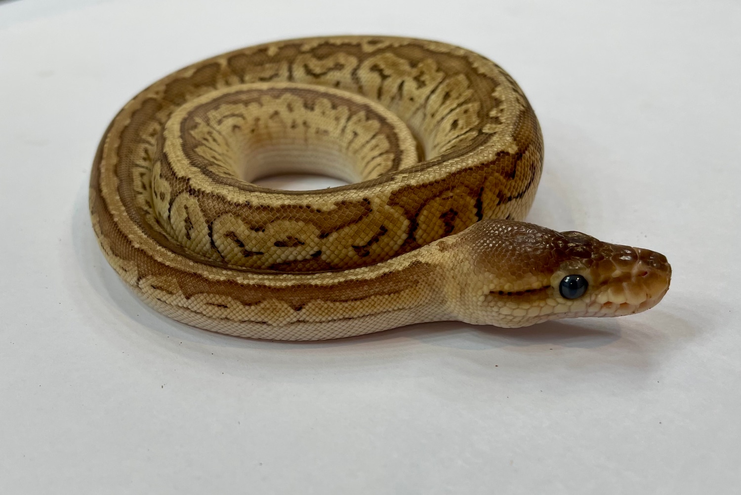 Lemonblast Ball Python by Pecos valley pythons - MorphMarket