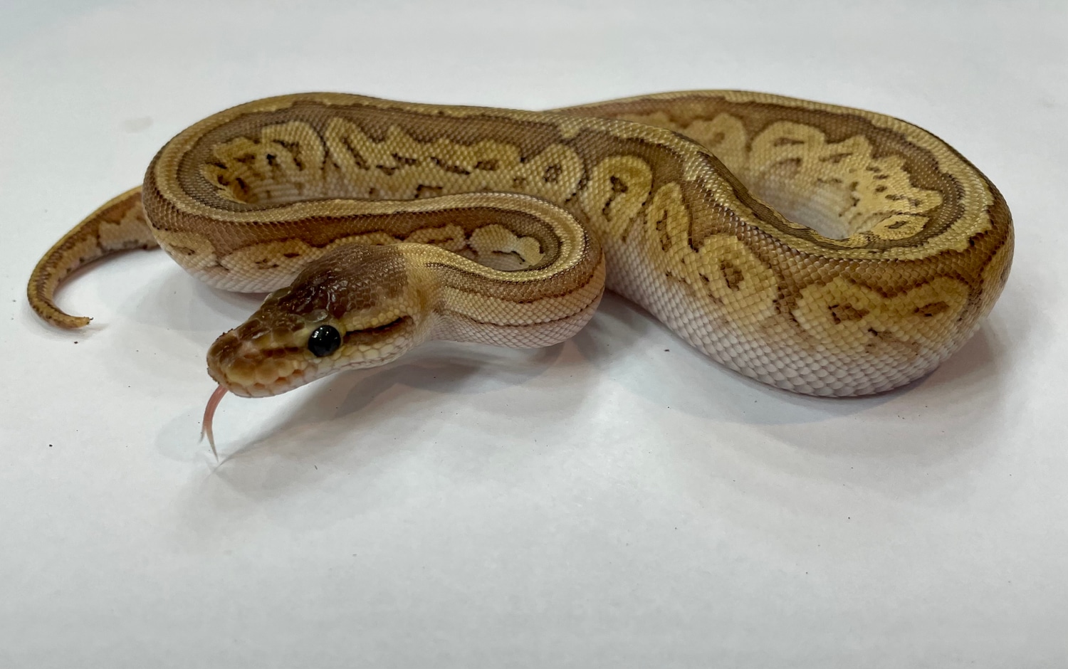 Pastel Jigsaw Ball Python by Pecos valley pythons - MorphMarket