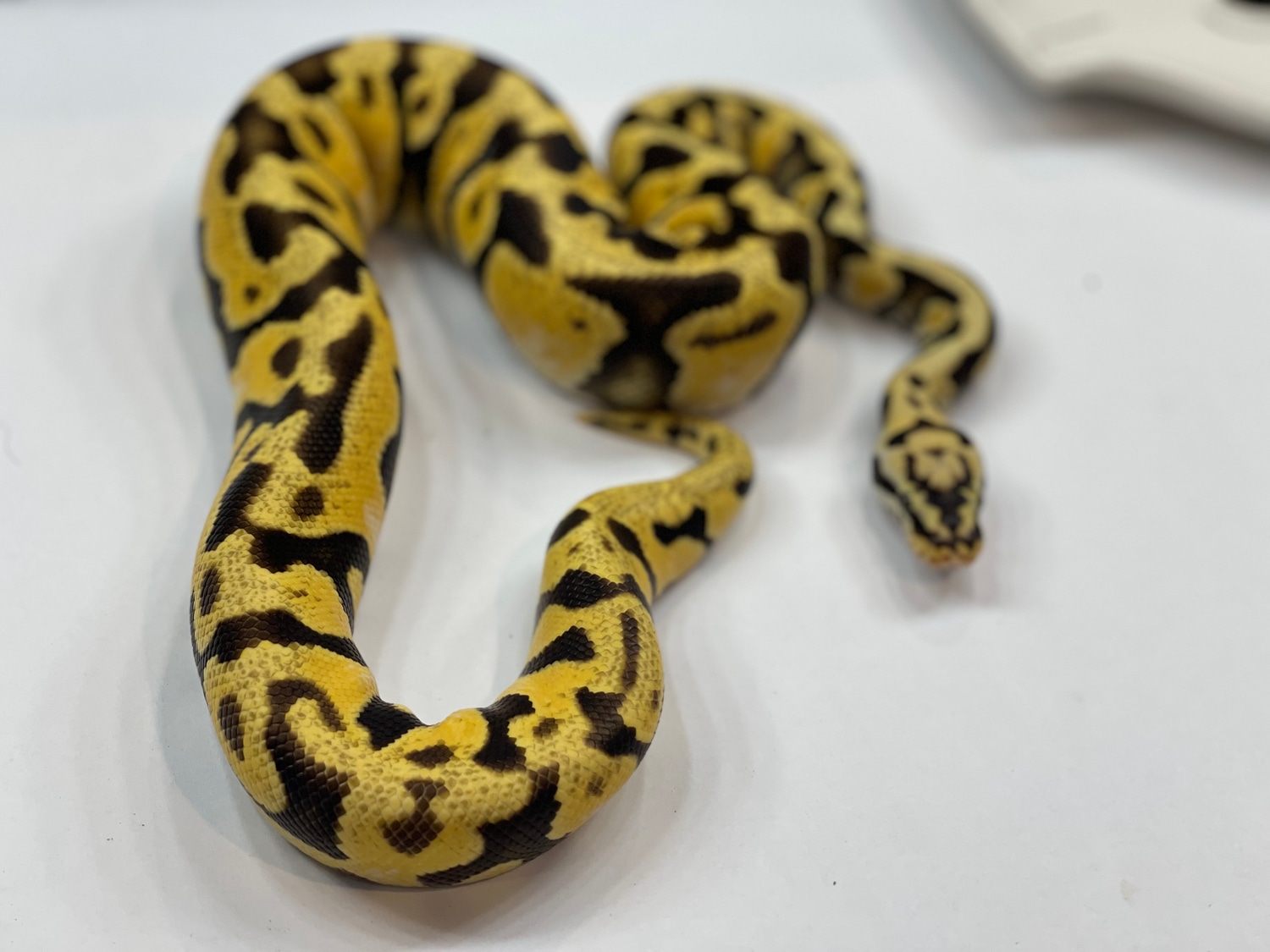 Enchi Firefly Spotnose Yellow Belly Het Clown Ball Python by Pecos ...