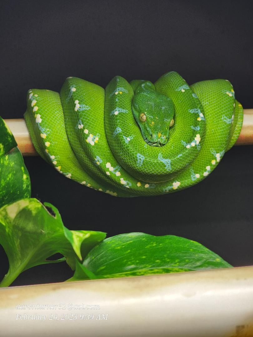 Sorong NIDOVIRUS NEGATIVE! $1400 Shipped! Green Tree Python by A-aron's ...