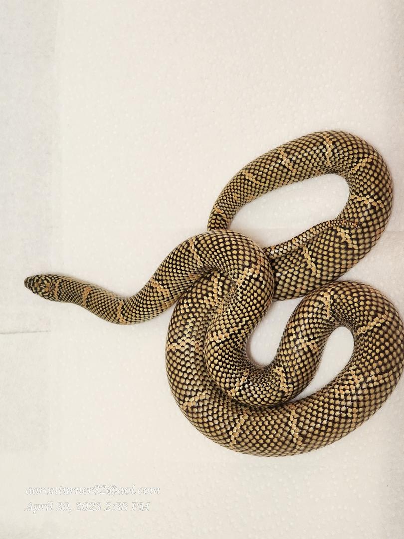 Goini Nice Patterns, Brumation And Ready To Breed. Apalachicola ...