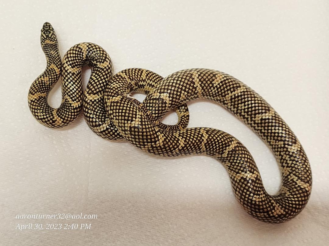 Goini, Brumation, Great Pattern Apalachicola Kingsnake by A-aron's ...
