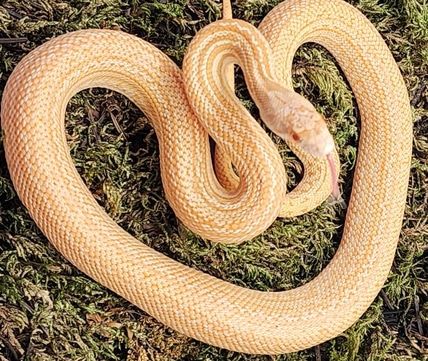 A-aron's Snakes - MorphMarket