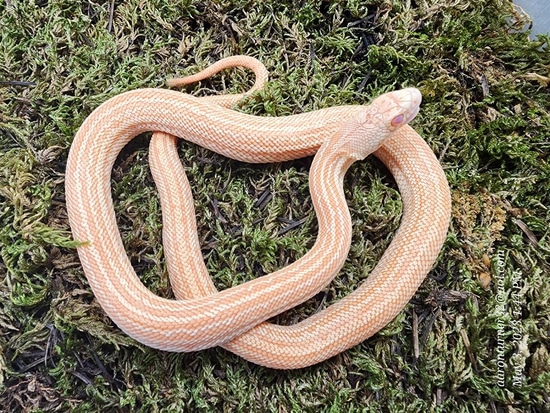 T- Albino Pacific Striped Gopher Snake by A-aron's Snakes