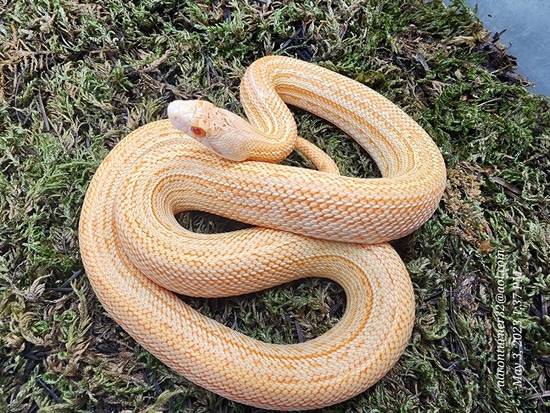 T- Albino Pacific Striped Gopher Snake by A-aron's Snakes