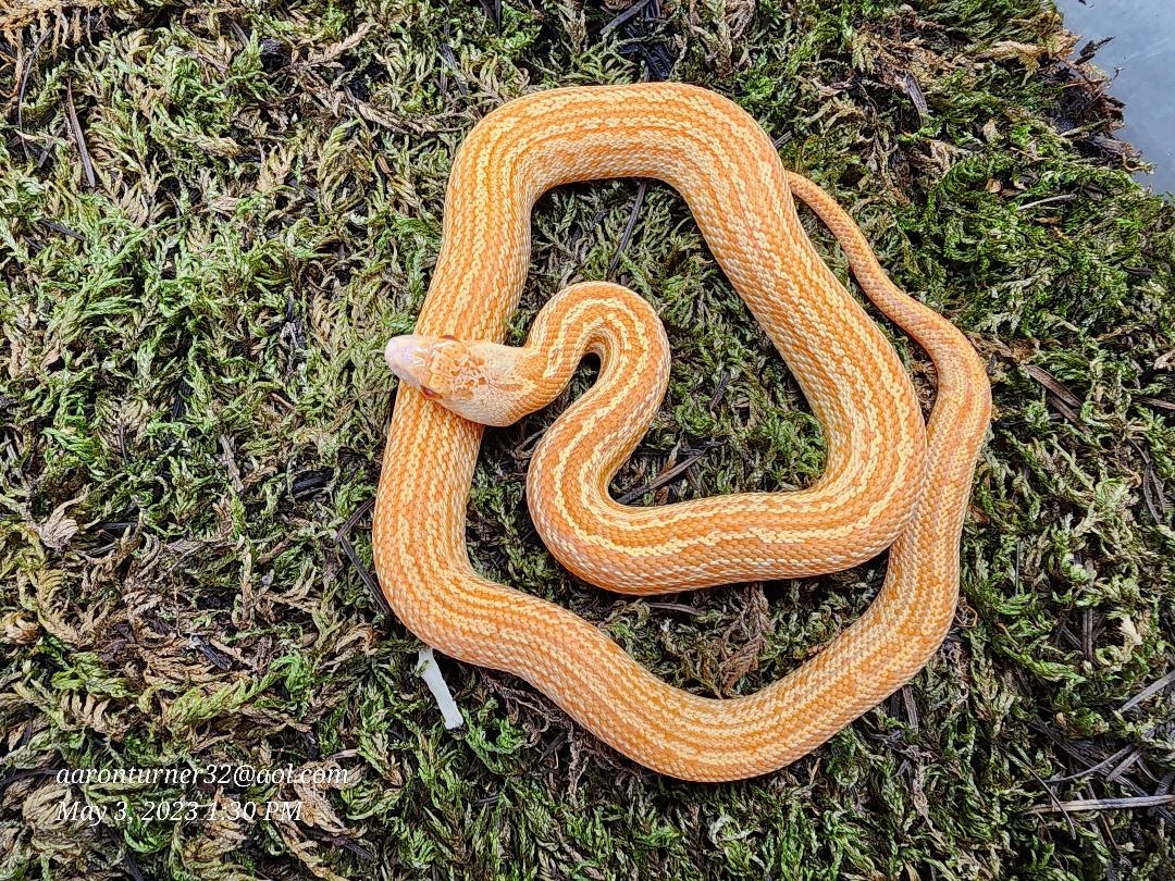 T- Albino Pacific Striped Gopher Snake by A-aron's Snakes - MorphMarket