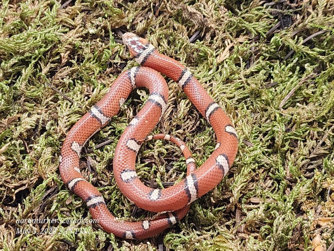 Stunning Intergrade Crossed Easterns, Heads Red Milk Snake by A-aron's ...
