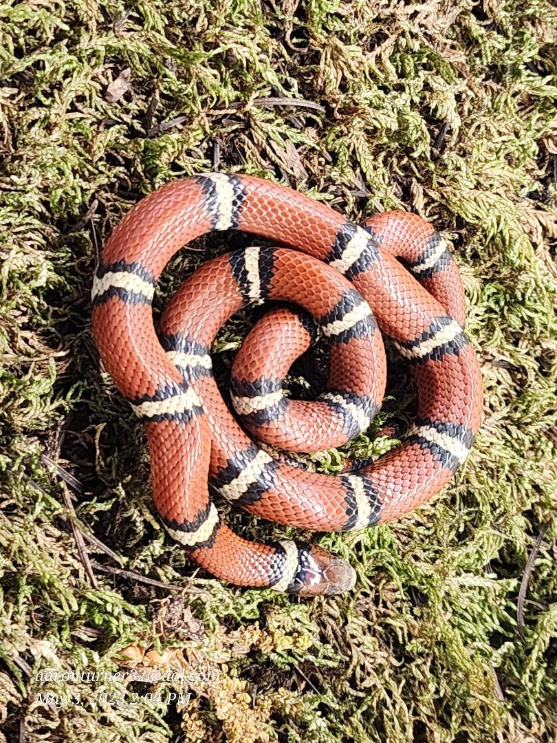 Stunning Intergrade Crossed Easterns, Heads Red Milk Snake by A-aron's ...