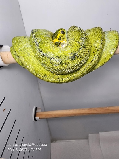$850 Shipped! Biak NIDOVIRUS NEGATIVE! Green Tree Python by A-aron's Snakes