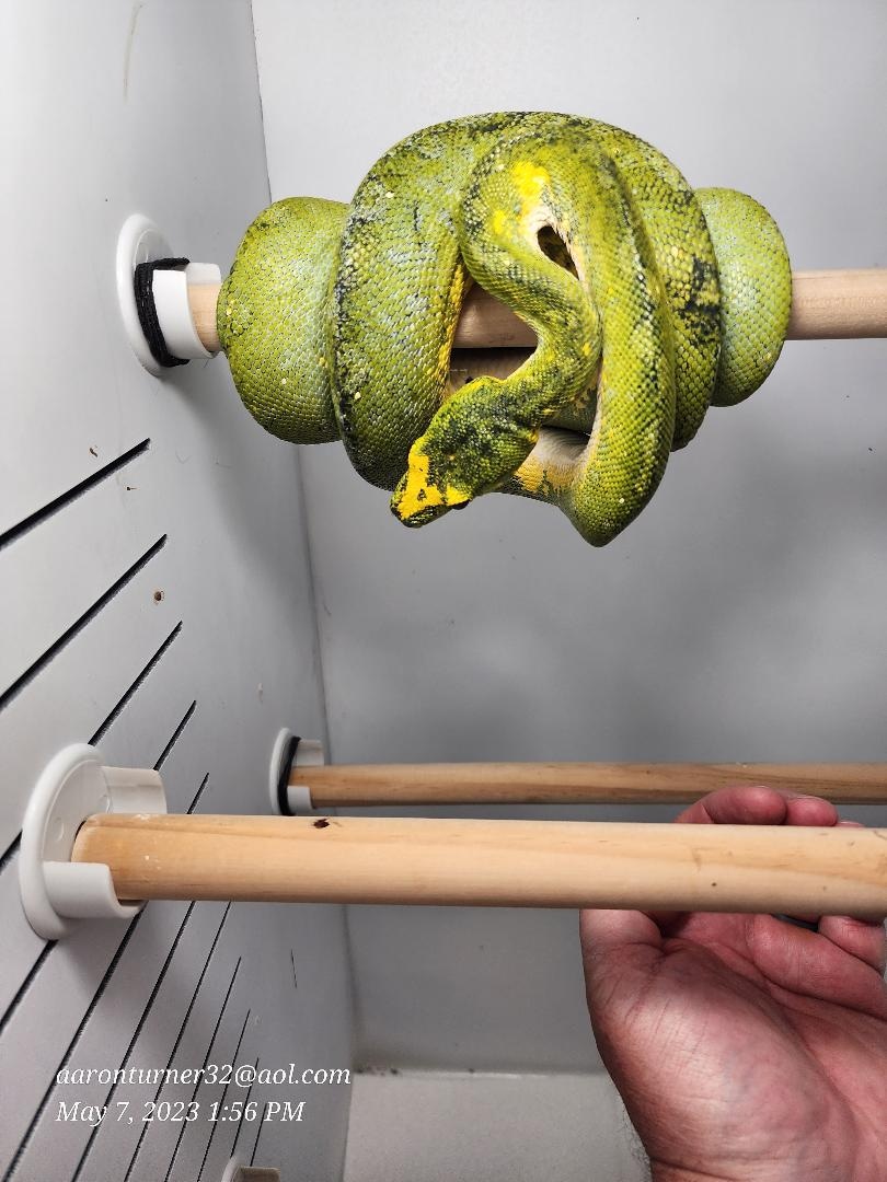 $850 Shipped! Biak NIDOVIRUS NEGATIVE! Green Tree Python by A-aron's ...