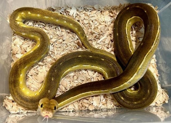 Anthrax Phantom Platinum Reticulated Python by A-aron's Snakes