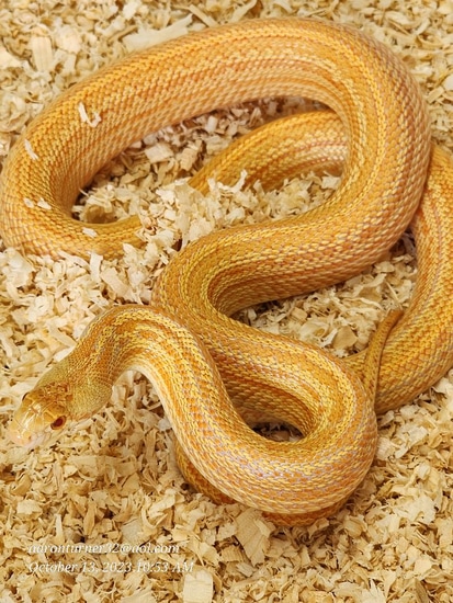 T- Albino Pacific Striped Gopher Snake by A-aron's Snakes