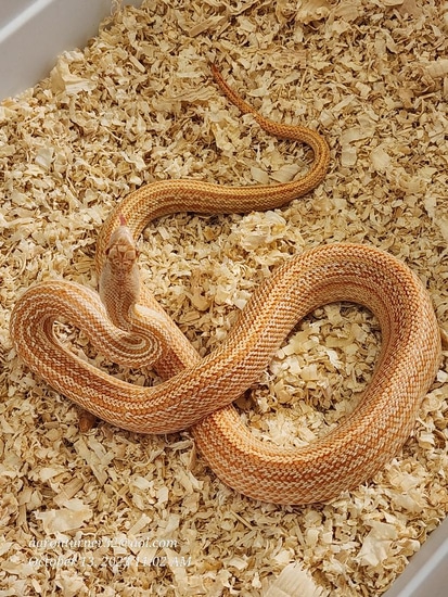 T- Albino Striped Pacific Gopher Snake by A-aron's Snakes