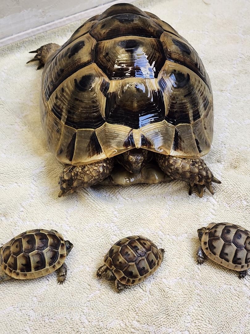 Ibera Hatchlings Greek Tortoise by A-aron's Snakes - MorphMarket