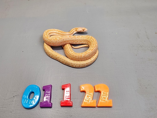 T- Albino Pacific Striped Gopher Snake by A-aron's Snakes