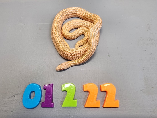 T- Albino Pacific Striped Gopher Snake by A-aron's Snakes