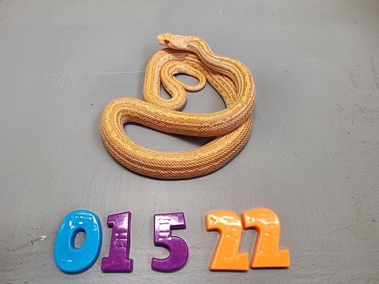 T- Albino Pacific Striped Gopher Snake by A-aron's Snakes