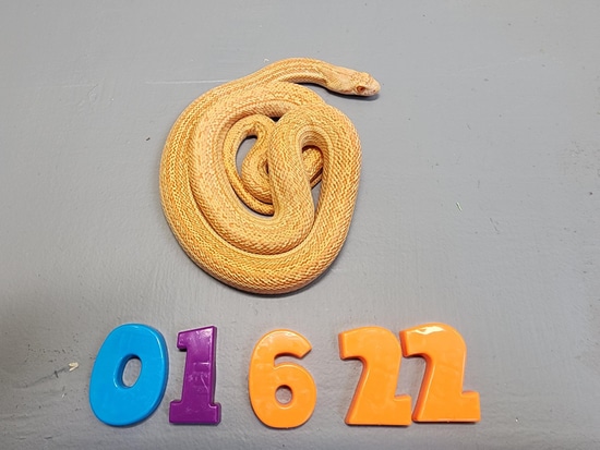 T- Albino Pacific Striped Gopher Snake by A-aron's Snakes