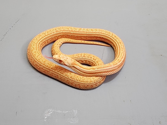T- Albino Striped Pacific Gopher Snake by A-aron's Snakes
