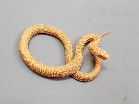 T- Albino Striped Pacific Gopher Snake by A-aron's Snakes