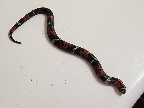 2023 Tri-Color Hognose by A-aron's Snakes