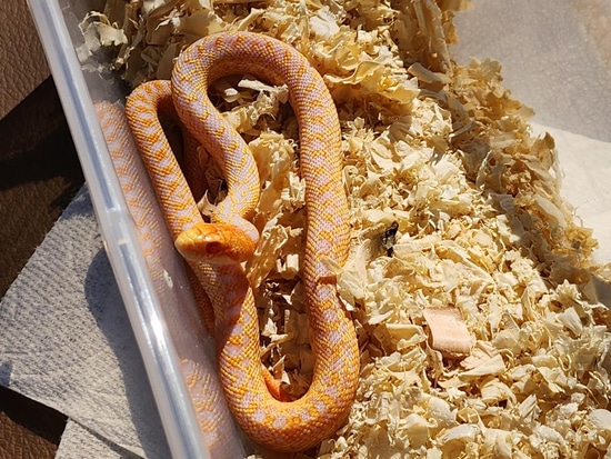 Double Albino San Diego Gopher Snake by A-aron's Snakes