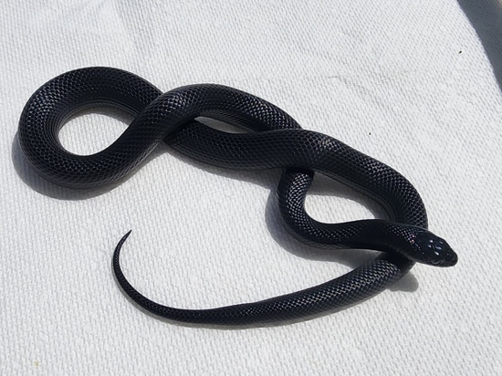 🔥🔥1.3 Randy Limburg Line Mexican Black Kingsnakes by A-aron's Snakes