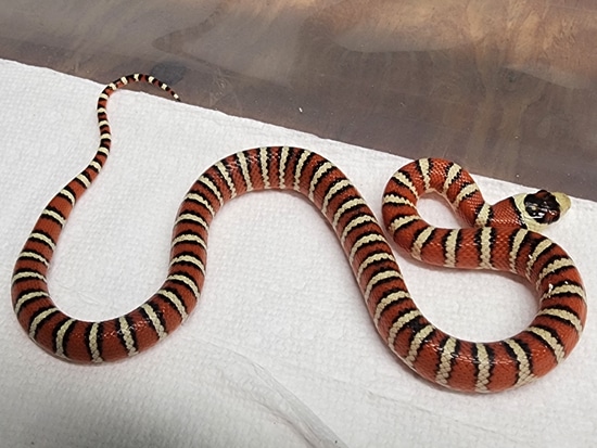🔥🔥2024 AZ Mnt King Het Hypo🔥🔥 Arizona Mountain Kingsnake by A-aron's Snakes