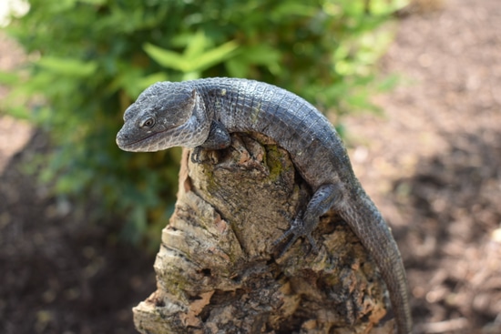 USCBB Red-Lipped Alligator Lizard by Aaron’s reptile corner