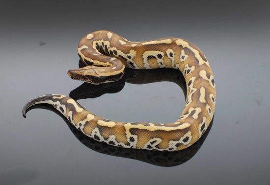 100% Het T+ Albino Blood Python by Arrowhead Serpents