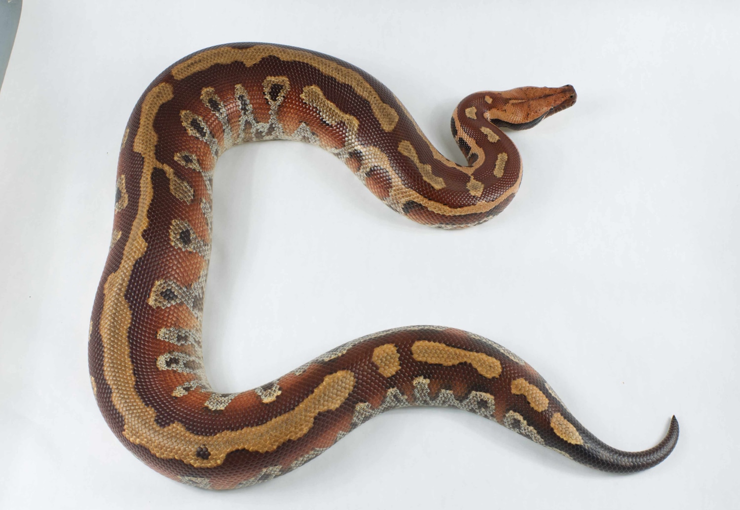 2015 Het T+ Albino Blood Python by Arrowhead Serpents - MorphMarket