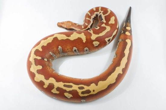Karma LyLy Blood Python by Arrowhead Serpents