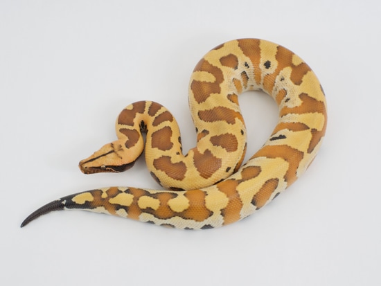 Marter Line Blood Python by Arrowhead Serpents