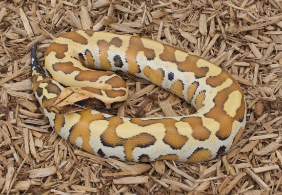 Marter Line Blood Python by Arrowhead Serpents