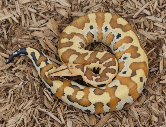 Marter Line Blood Python by Arrowhead Serpents