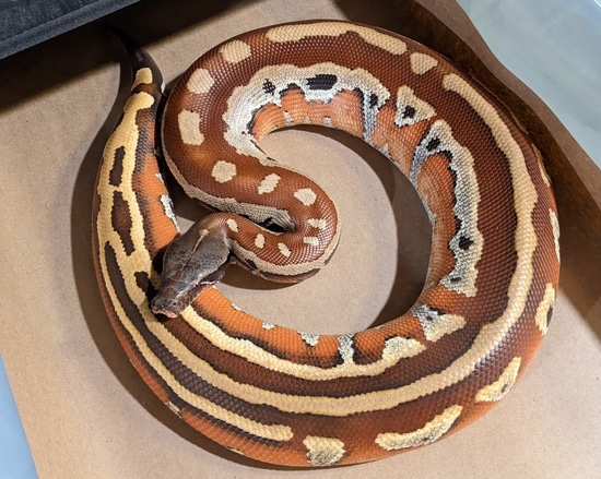 100% Het T+ Albino Blood Python by Arrowhead Serpents