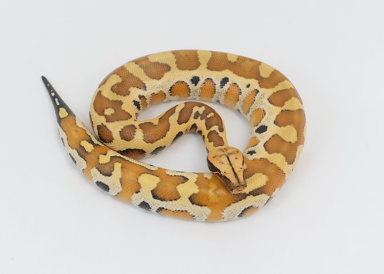 Line Bred Normal (Marter) Blood Python by Arrowhead Serpents