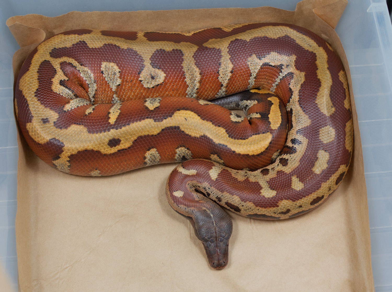 Marter X RedBull Blood Python by Arrowhead Serpents - MorphMarket