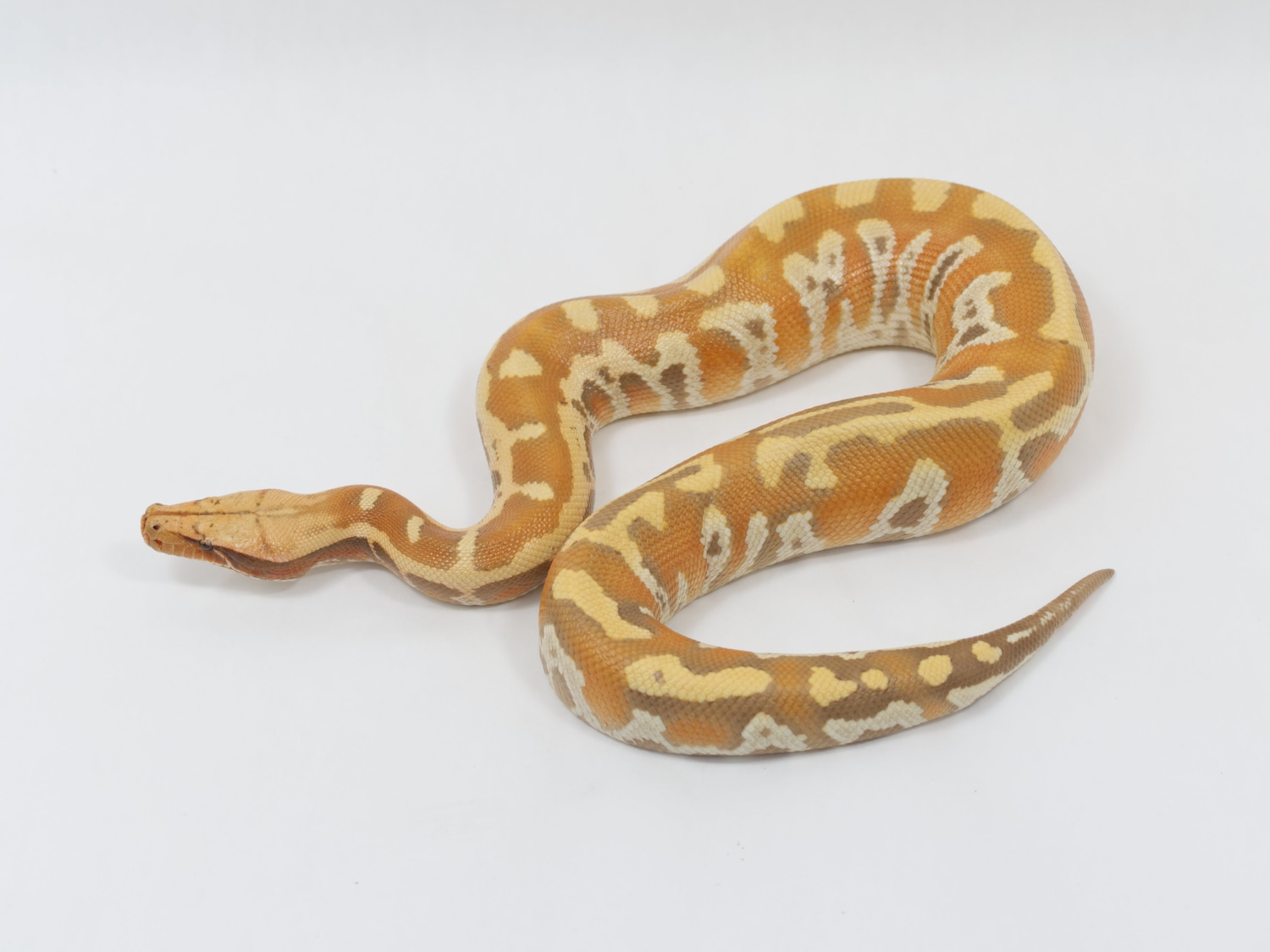 T+ Albino (Possible Het T-) Blood Python by Arrowhead Serpents ...